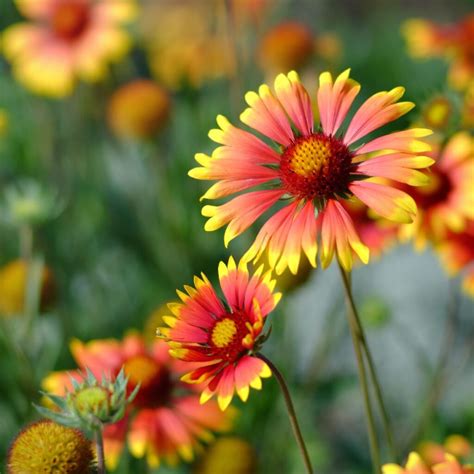 Drought Resistant Perennials 6 Plants You Wont Have To Water