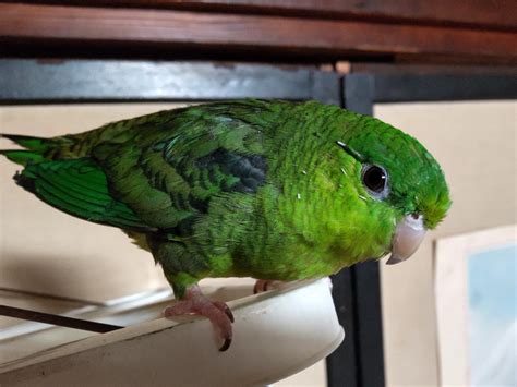 グリーンのサザナミインコ探してます