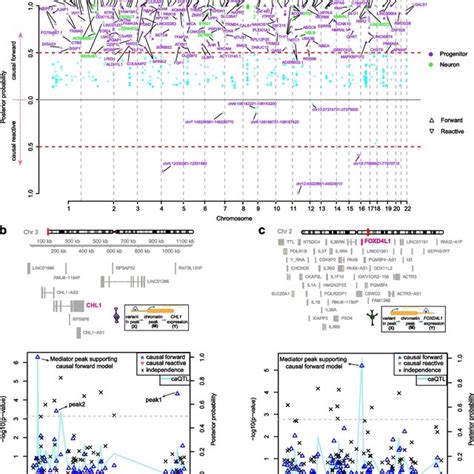 Cell Type Specific Gene Regulation Mediated By Chromatin Accessibility