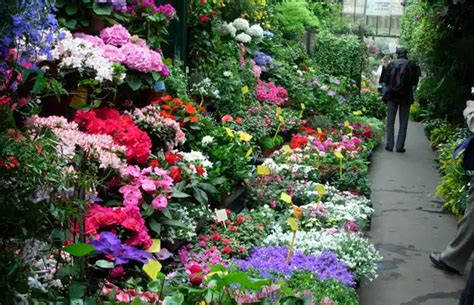 Flower Market Marché Aux Fleurs In Paris 10 Reviews And 85 Photos