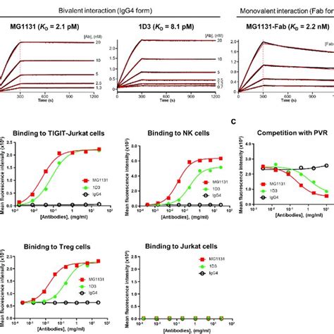 Antibody Cell Binding Assay At Roberto Sherrill Blog