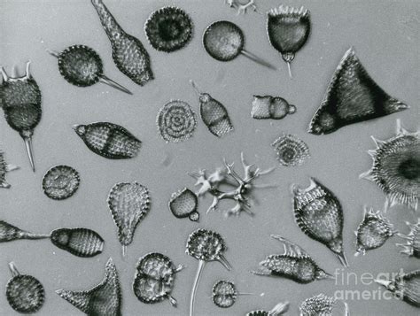 Radiolarians Under Microscope