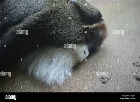 Bart Affe Fotos Und Bildmaterial In Hoher Auflösung Alamy