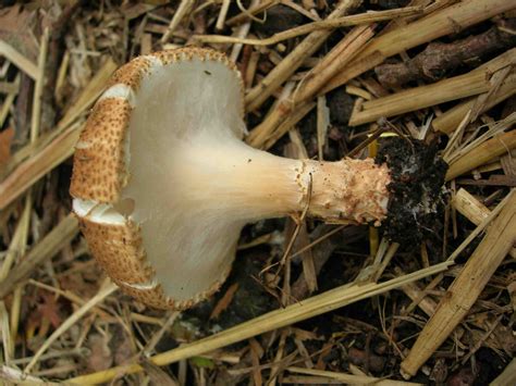 The Mushroom Table Wild Mushroom Alphabetical List