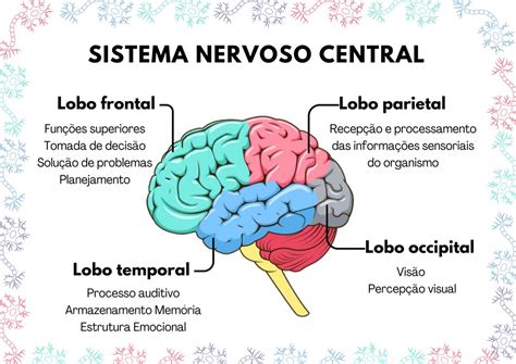 Imagens Do Sistema Nervoso