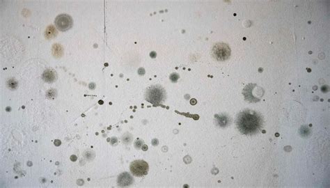 Should I Worry About Mold Growing In My Home
