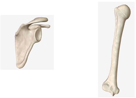 Upper Appendicular Skeleton Scapula And Humerus Diagram Quizlet