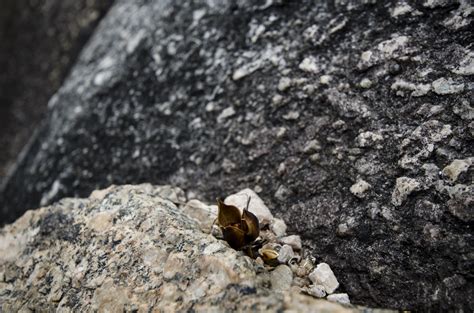 Free Images Nature Rock Seed Stone Wildlife Soil Fauna