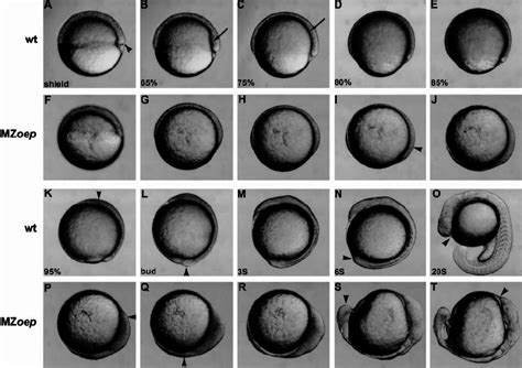 Morphogenesis Of Maternal Zygotic Oep Mutants Ae And Ko Wild Type
