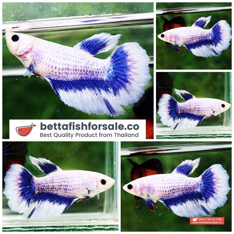 Betta Fish Female Hm Grizzle Blue Butterfly Betta Buzz