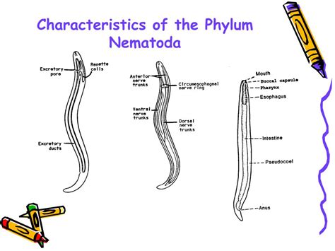 Phylum Nematoda Ascaris