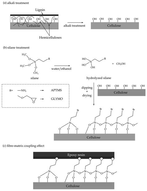 Scheme 2 Schematic Representation Of The Effect Of Alkali And Silane Download Scientific