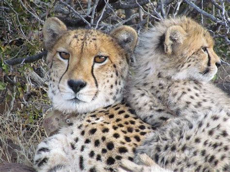 Cheetah Cheetahs Wild Free Photo On Pixabay Pixabay