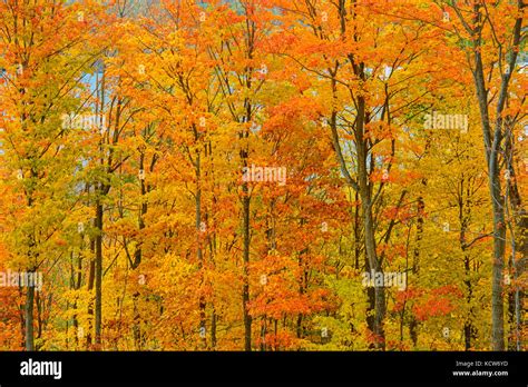 Deciduous Forest Maple Tree