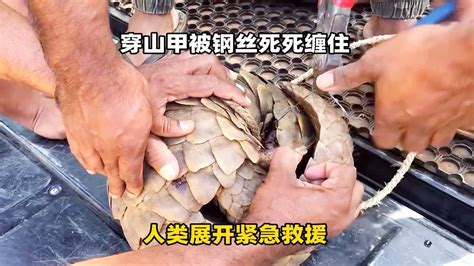 穿山甲中了偷猎者的圈套，被钢丝死死缠住，人类展开紧急救援 Youtube