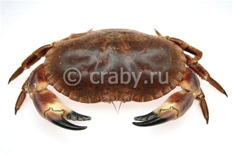 Краб Турто