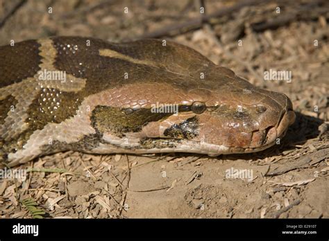 Indian Python Python Molurus Adult Close Up Of Head Keoladeo Stock