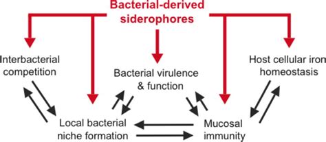 Siderophore Mediated Iron Acquisition And Modulation Of Host Bacterial Interactions Pmc