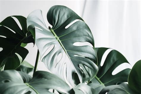Premium Ai Image Simplicity Captured A Minimalist Perspective