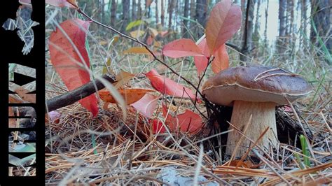 Тихая Охота за Белыми Грибами Мото прогулка в старый хвойный лес перезалив Youtube