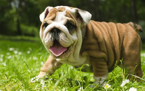 Happy Dog Wallpapers Top Free Happy Dog Backgrounds Wallpaperaccess