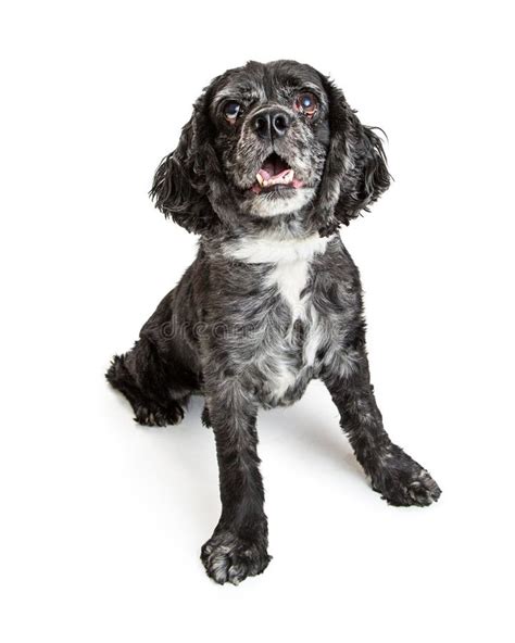 2284 Cocker Spaniel Preto E Branco Fotos Fotos De Stock Gratuitas E