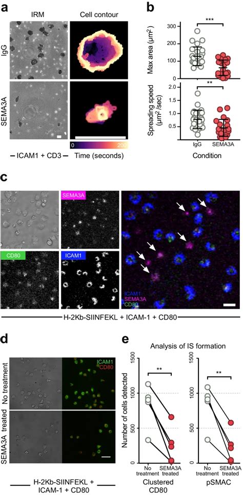 Semaphorin 3a Causes Immune Suppression By Inducing Cytoskeletal