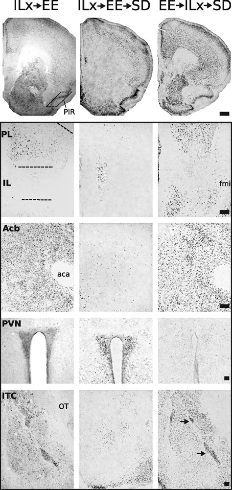Representative Photomicrographs Of Fosbfosb Immunoreactivity Within