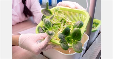 Examining The Behaviors Of Various Hydroponic Nutrients