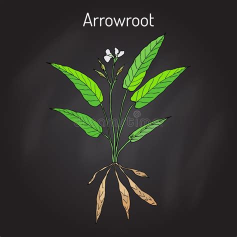 Arrowroot Or Maranta Arundinacea Vintage Engraving Stock Vector