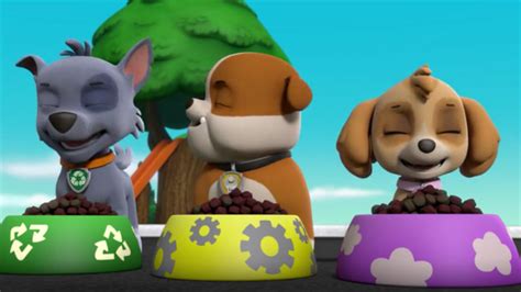 Rocky Gallery Pups Save The Cupcakes Paw Patrol Wiki Fandom Paw