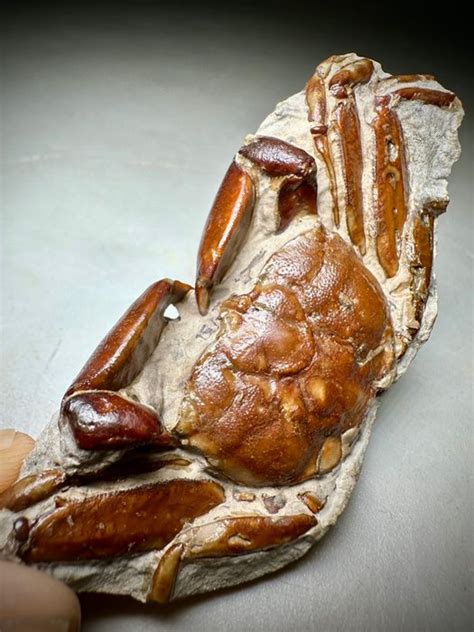 Fossil Marine Crab Complete Specimen Fossilised Articulated Skeleton