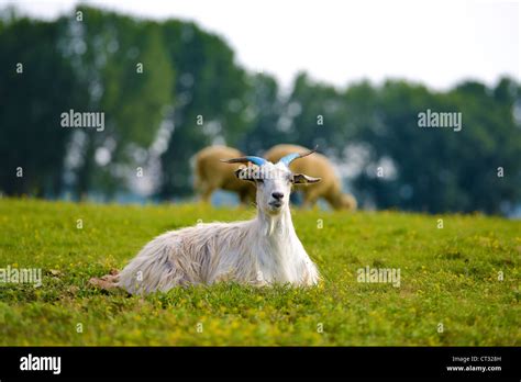 Fauna Goat Hi Res Stock Photography And Images Alamy