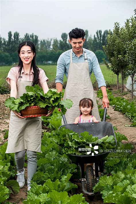 东方家庭采摘蔬菜正版图片素材