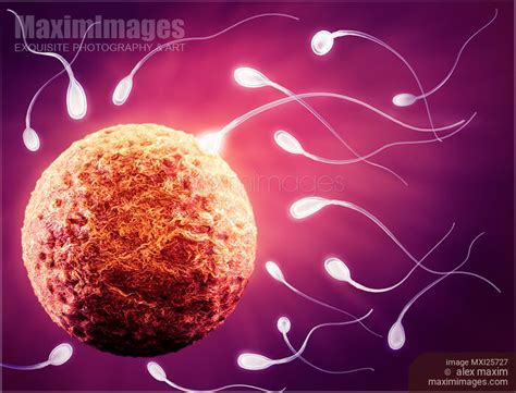 Image Of Human Egg Ovum And Spermatozoa Sperm Stock Image Mxi25727