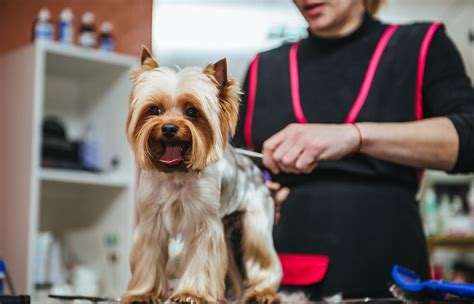 How Much To Tip Dog Groomer Petsmart