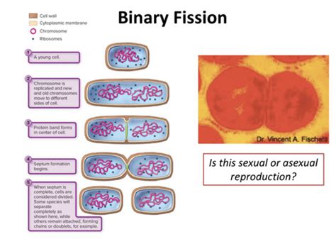 Micro Lecture Exam 2 Ch 6 Flashcards Quizlet