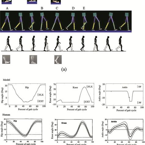 Pdf A Neural Network With Central Pattern Generators Entrained By Sensory Feedback Controls