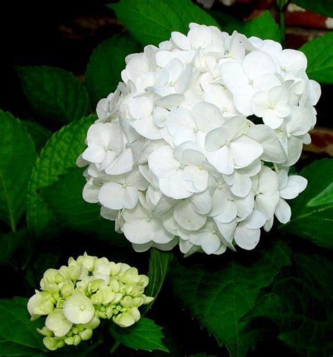 Гортензия крупнолистная "Madame Emile Mouillere" | LeafGarden