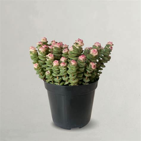 Crassula Jade Necklace Buy Plants In Dubai Uae Plantology Lab Trading