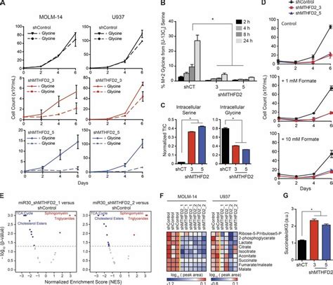 Suppression Of MTHFD2 Increases Glycine Dependence Depletes