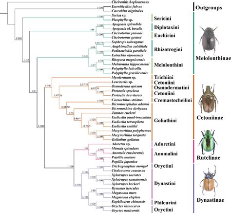 Phylogenetic Tree Produced Using Maximum Likelihood ML And Bayesian