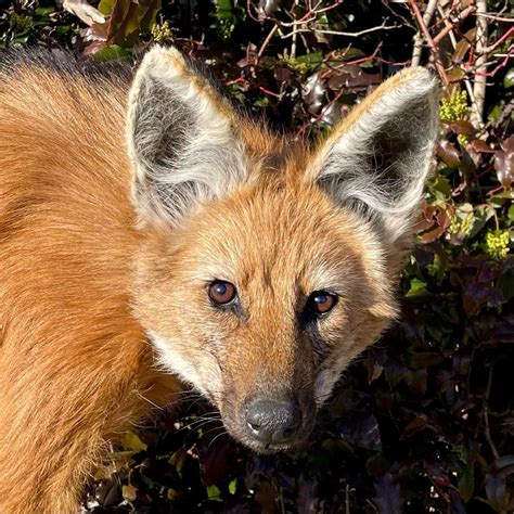 Maned Wolf Eyes