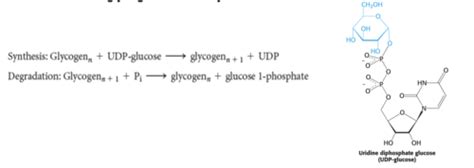 Biochem Glycogen Synthesis Flashcards Quizlet