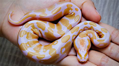 Top 5 Recessive Ball Python Morphs Ball Python Breeder Uk
