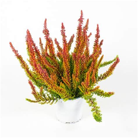 Calluna Vulgaris SKYLINE DALLAS Plant Wholesale FlorAccess