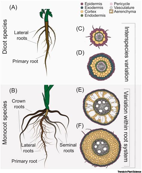 Plant Root Cell
