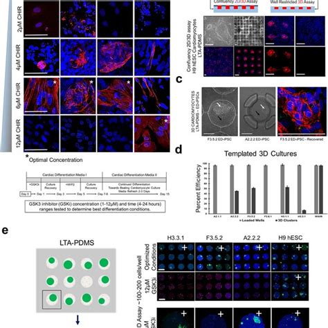 Overview Of Differentiation Strategies Applied To Ed Ipsc Lines