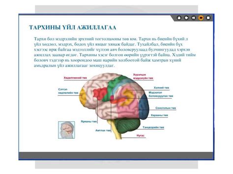 лекц 5 мэдрэлийн эрхтэн тогтолцоо