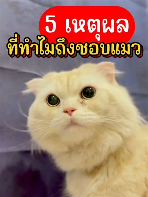 5 เหตุผลที่คนชอบแมว วิดีโอที่เผยแพร่โดย ผมต้าวถุงงับ Lemon8